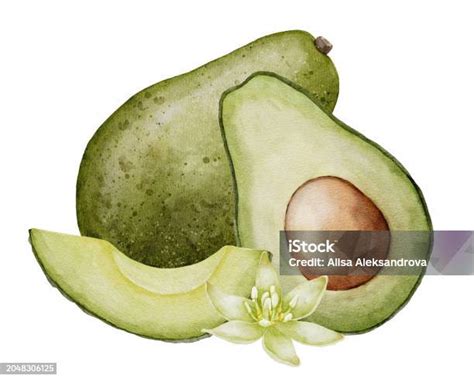 꽃 수채화 그림과 아보카도 과일의 식물 그림입니다 야채 스케치 그림입니다 비건 유기농 생태 식품 고립된 배경에 손으로 그린 클립아트입니다 인쇄 및 로고 디자인용 0명에 대한