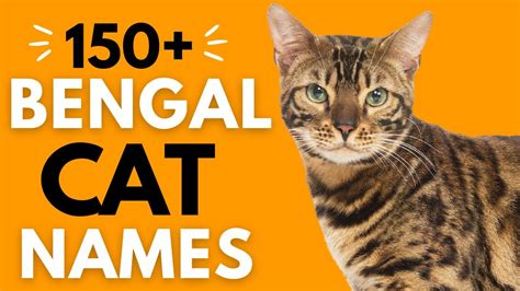 150 Beautiful Bengal Cat Names Top Bengal Male And Female Cat Names