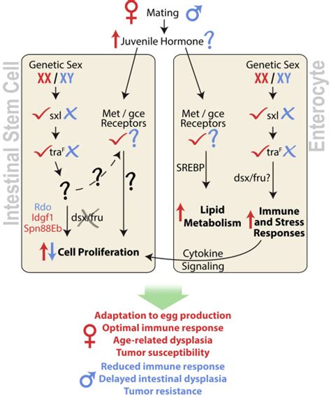 Neuter No More Fly Stem Cells Know Their Sex Cell Stem Cell