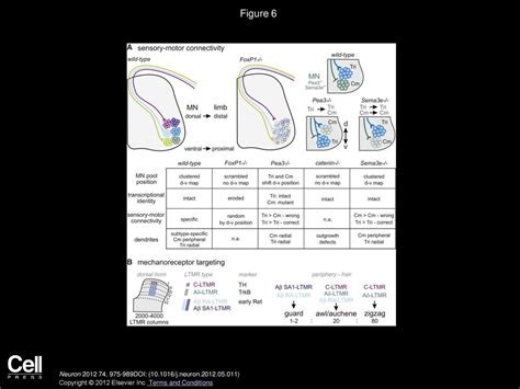 Motor Circuits In Action Specification Connectivity And Function Ppt Download