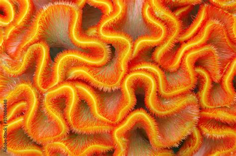 Close Up Of A Colorful Yellow And Orange Cockscomb Flower Celosia Argentea Var Cristata Which