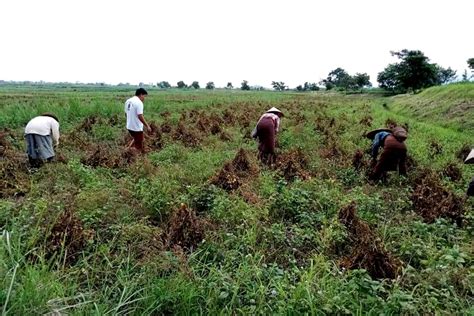 မိုးနဲမြို့နယ်တွင် လယ်သီးထပ် ရေဆင်း ၁၅ ပဲပုပ်စိုက်ခင်းများ ရိတ်သိမ်း Information And Public