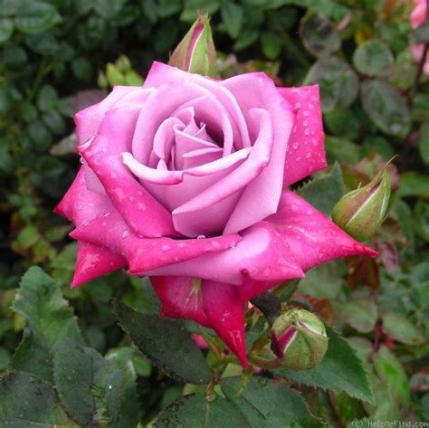 A Pink Rose With Water Droplets On It