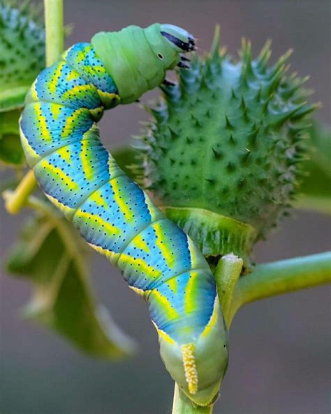 Fruit Piercing Moth Caterpillar Eudocima Phalonia Calpinae Erebidae Artofit