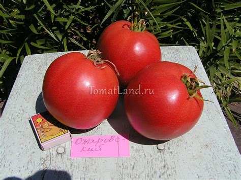 Томат Ожаровский малиновый: ОТЗЫВЫ (6), фото, урожайность | tomatland.ru