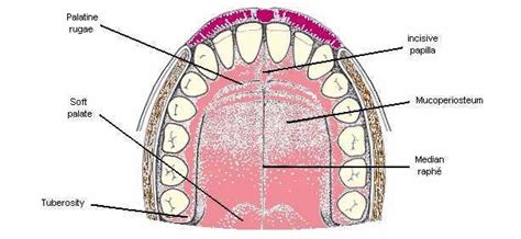 Palatine Raphe Wikipedia