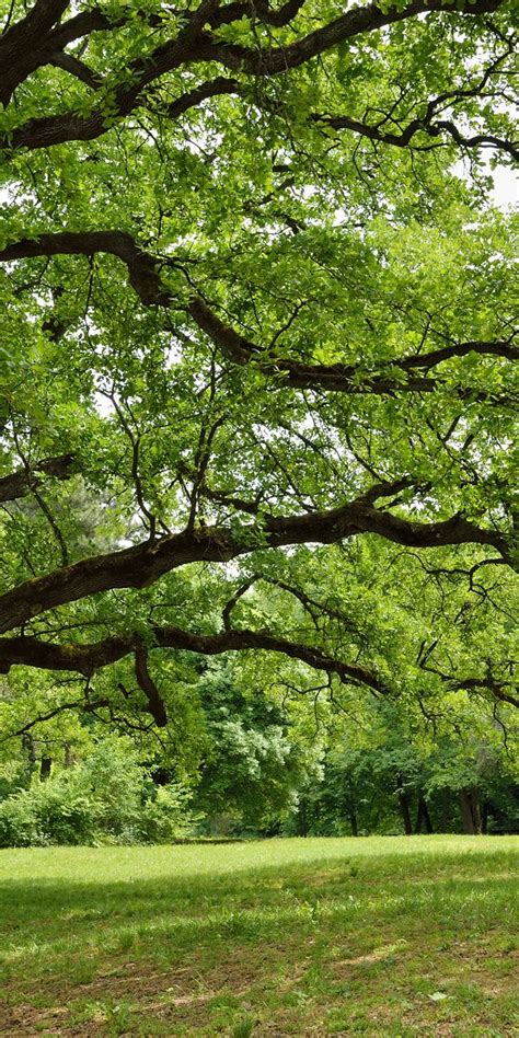 Обои на рабочий стол Весна Парк Природа Деревья Дерево Земля природа 1525848 для ПК