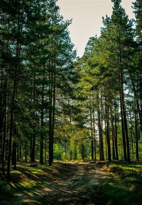 Создать мем лесной бор лес красивый сосновый лес Картинки Meme