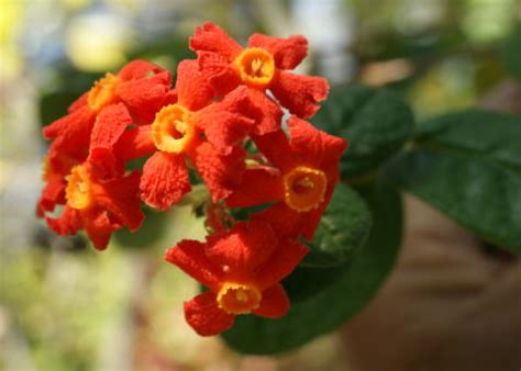跡見群芳譜 外来植物譜 ベニマツリ