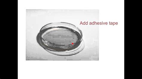 Gcse Biology Culturing Bacteria Youtube