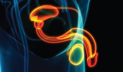 Racgp Prostate Specific Antigen Testing For Prostate Cancer