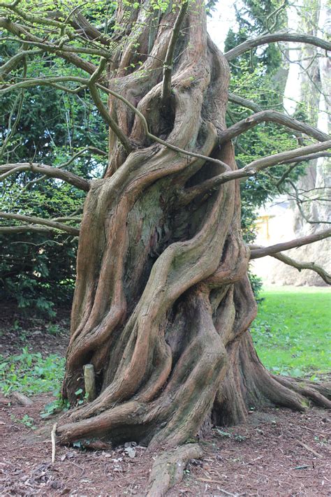 Twisted Tree Trunk