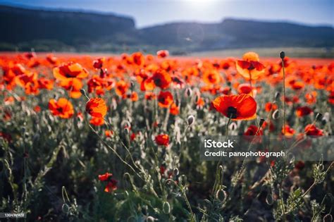 일몰에 붉은 양귀비와 녹색 잔디와 큰 필드 선택적 초점 아름다운 필드 주홍 양귀비 꽃 부드러운 빛에 빨간 양귀비 빨간 양귀비의 글레이드 부드러운 초점 흐림 파파버 스프 0