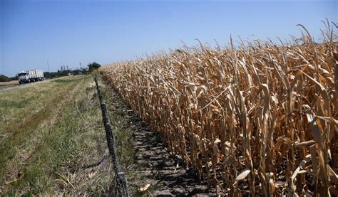 Auguran Lluvias Fuertes Desde Mañana Pero La Sequía Ya Afectó 73 De La Zona Núcleo” Y Es