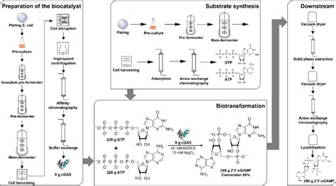 Process Overview Of The Biocatalytic Synthesis Of 200 G 23 Cgamp The Download Scientific