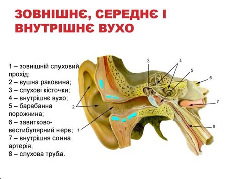 Будова вуха людини — функції схема з описом його частин