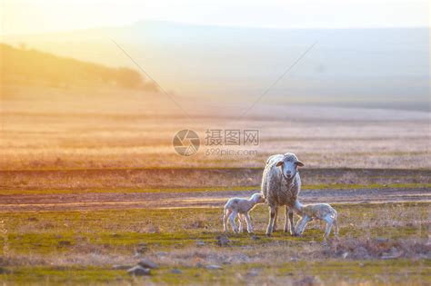两只新生羔羊和母绵羊在阳光明媚的春日高清图片下载 正版图片505857473 摄图网