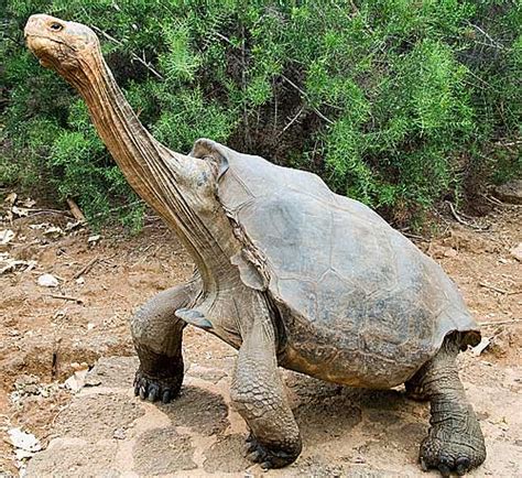 Biggest Tortoise In The World Record