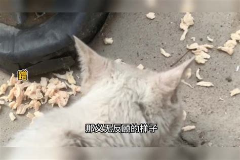 你见过流浪猫，为了一口吃的，可以不要命吗？