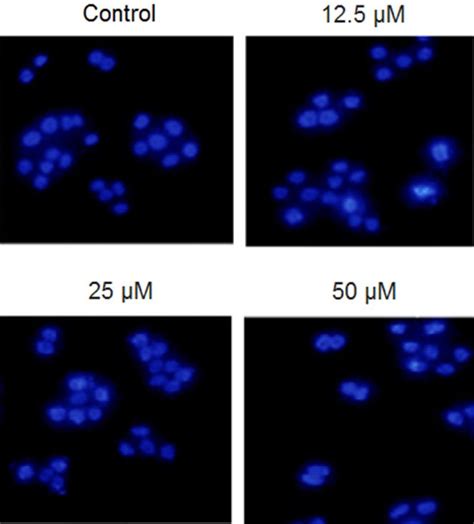 Fluorescence Microscopy Study Using DAPI Staining Showing Download