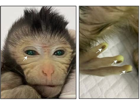 1st Chimeric Monkey Born With Large Embryonic Stem Cell Contribution