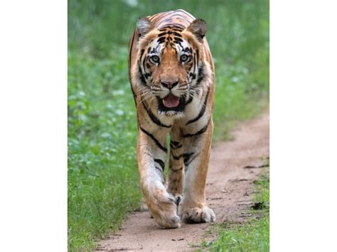 Tigers Increased From 2 To 5 In 4 Years Movement In 70 Thousand