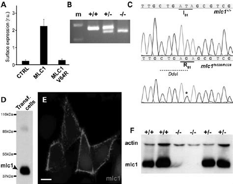 Generation Of A Zebrafish Model For MLC Based On The Inactivation Of Download Scientific
