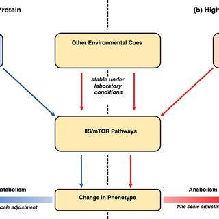 How Adaptive Plasticity Via The Nutrient Sensing Pathways May Work In Download Scientific