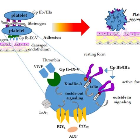 Platelets Function