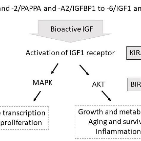 Control Of Igf Related Bioactivity By Inhibitors Stc1 And Stc2