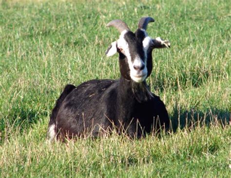 Alpine Goat All About Goats