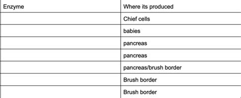 Protein Digestion Diagram Quizlet