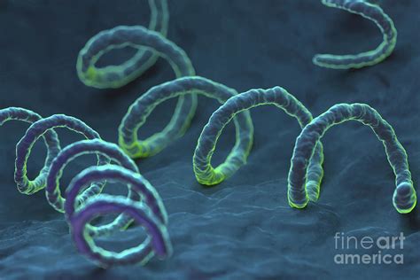 Syphilis 2 Photograph By Science Picture Co Pixels