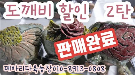 메아리다육농장도깨비 할인 2탄 Youtube