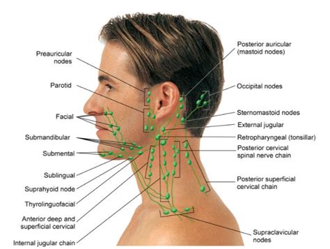 Jugular Lymph Nodes