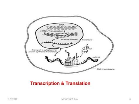 Structure And Function Of Messenger Rna Mrna