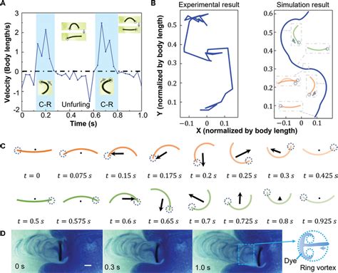 Fluid Dynamic Simulation And Visualization Of Wake Structure A