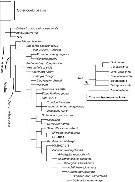 The Birds Are Maniraptoran Theropods Hypothesis Is The Dominant