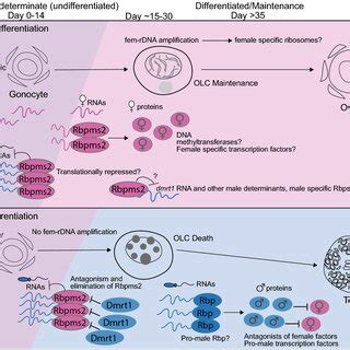 Sex Determination In Zebrafish A Zebrafish Strains In The Wild Have Download Scientific