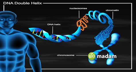 Chromatin And Chromosomes