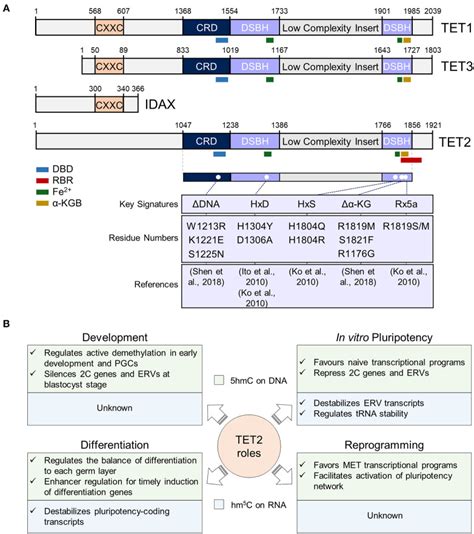 The Complexity Of Tet2 Functions In Pluripotency And Development Abstract Europe Pmc