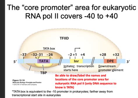 Topic 23 Rna Polymerase Ii Core Basal Transcription Eukaryotes
