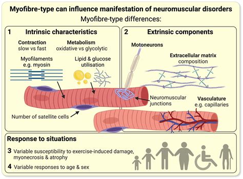 Slow Or Fast Implications Of Myofibre Type And Associated Differences