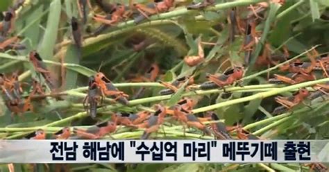 해남 메뚜기떼 출현 수십억 마리 습격 농작물 피해 크기만 4cm 경악