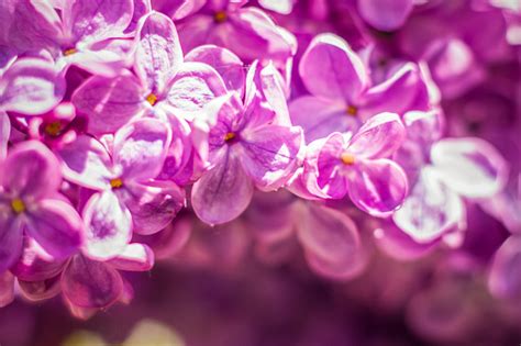 정원에서 아름답고 향기로운 라일락 공간의 복사본이있는 클로즈업 배경 화면의 배경 흐림 효과가있는 매크로에서 배경으로 촬영했습니다 자연 벽지 선택적 초점 0명에 대한 스톡
