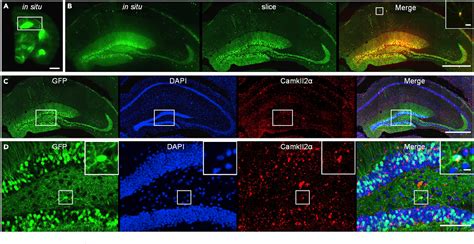 Cryo Fluorescence Micro Optical Sectioning Tomography For Volumetric Imaging Of Various Whole
