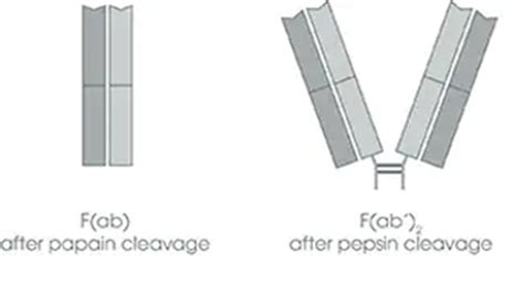 Emergency Medicine Educationtoxcard Crotalid Envenomation