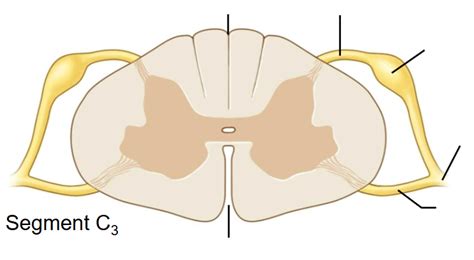 Lab Prac 3 Spinal Cord 2 Diagram Quizlet