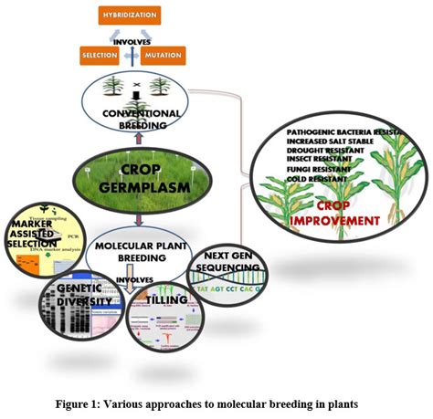 Potential Of Molecular Plant Breeding For Sustaining The Global Food