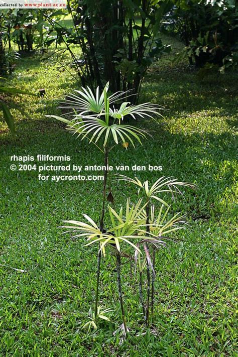 丝状棕竹rhapis filiformis Burret 植物图片库 植物通